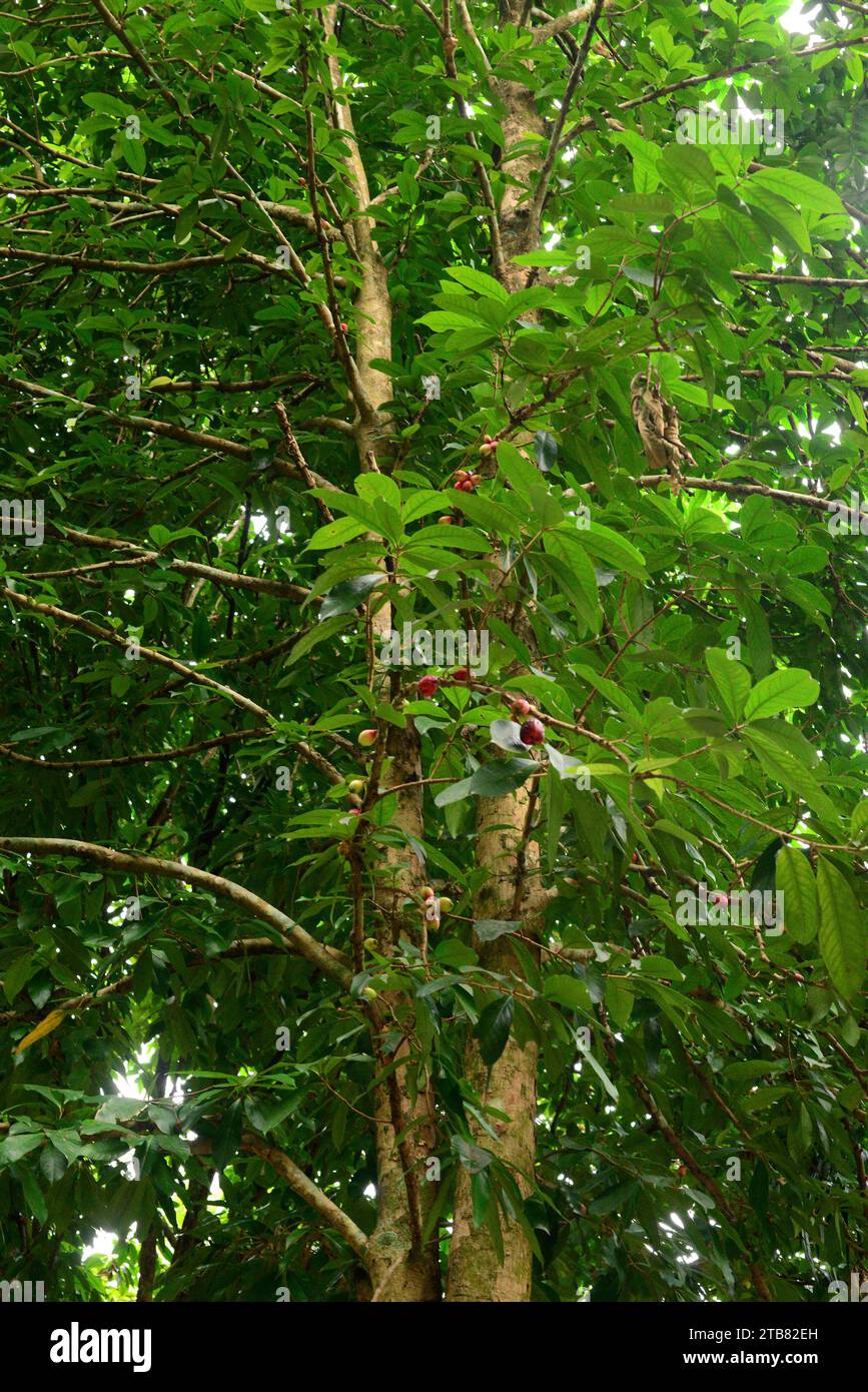 Malay rose apple (Syzygium malaccense or Eugenia malaccensis) is a ...