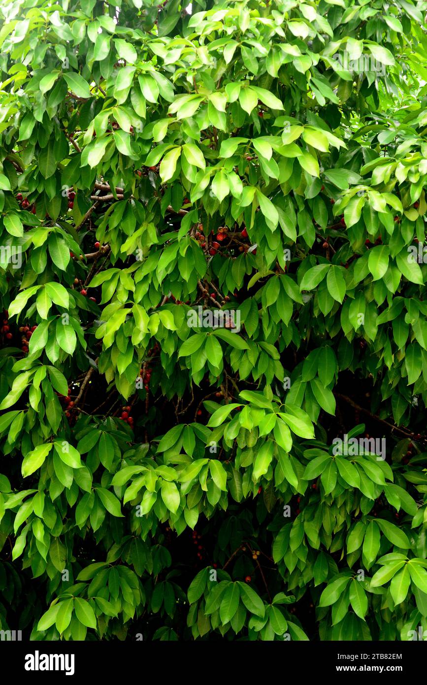 Malay rose apple (Syzygium malaccense or Eugenia malaccensis) is a ...