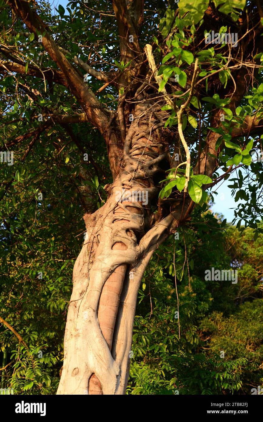 West Indian Laurel Fig Ficus Americana Is A Tree Native To Tropical America This Photo Was