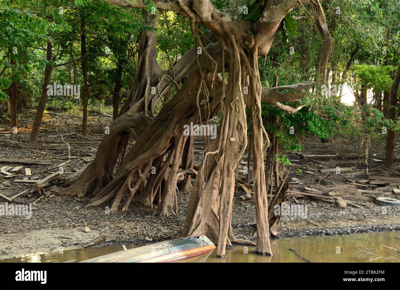 West Indian laurel fig (Ficus americana) is a tree native to tropical ...