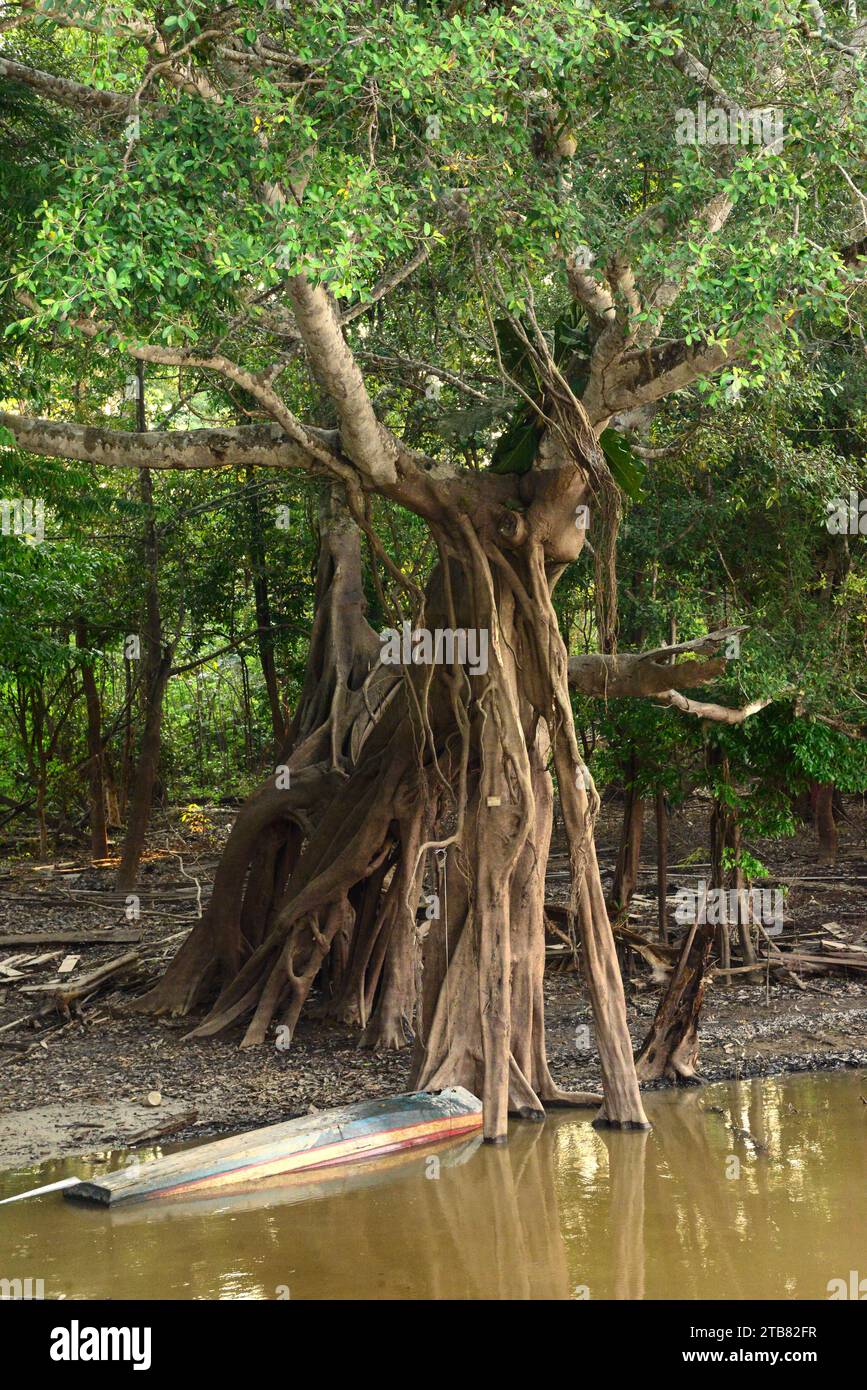 West Indian laurel fig (Ficus americana) is a tree native to tropical ...