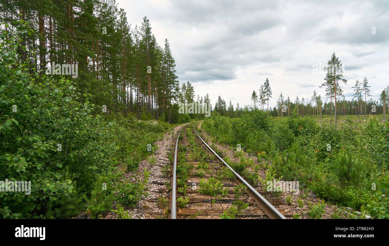 Old railway tracks with curve in pine tree forest in summer Stock Photo ...