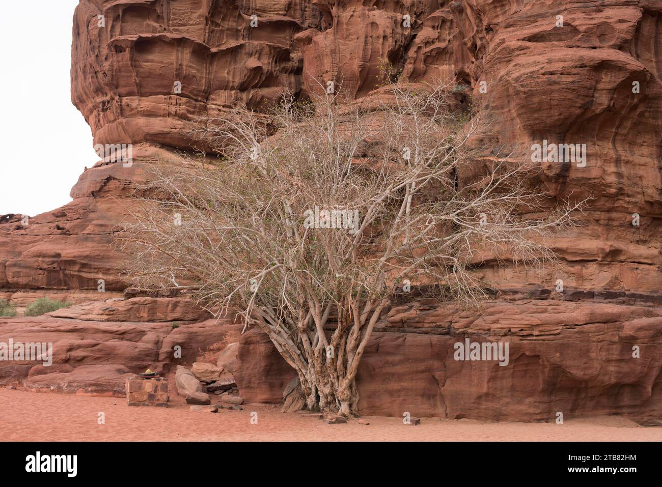Ficus palmata hi-res stock photography and images - Alamy