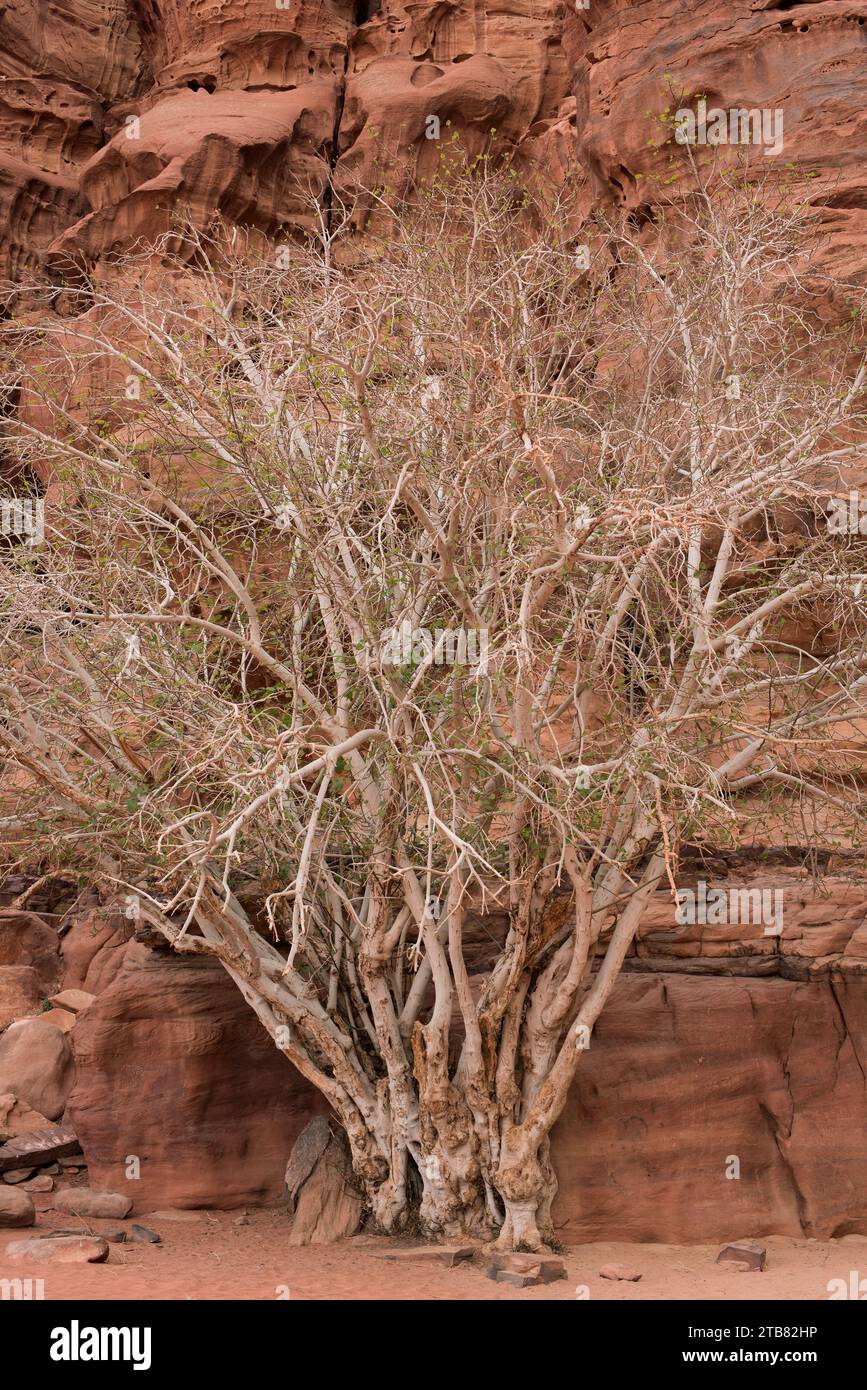Ficus palmata hi-res stock photography and images - Alamy