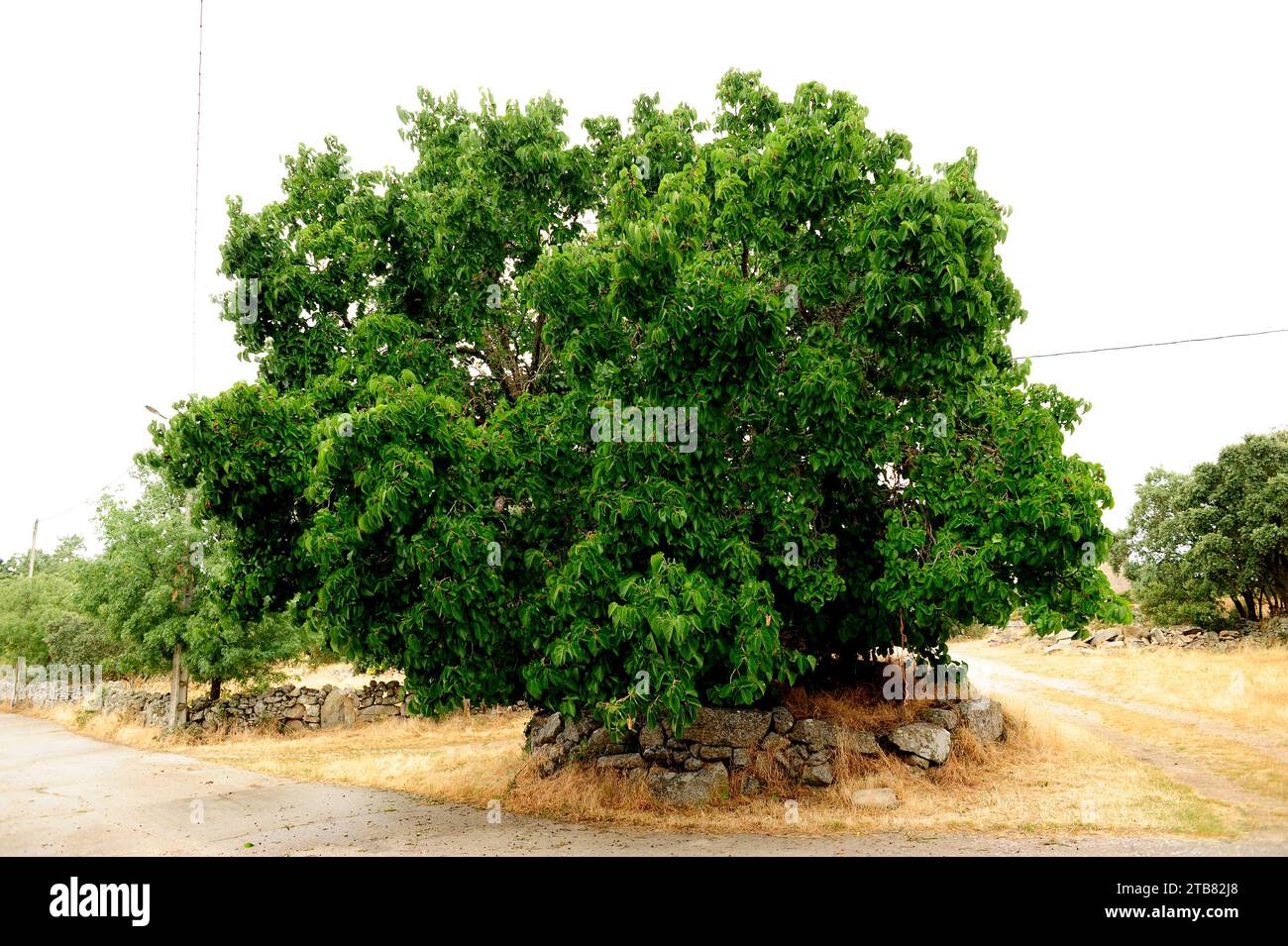 Blackberry or black mulberry (Morus nigra) is a deciduous tree native ...