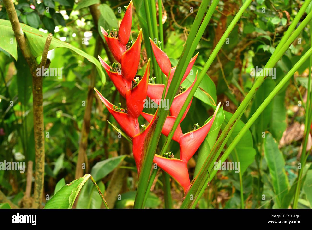 Red palulu (Heliconia bihai) is an ornamental plant native to South ...