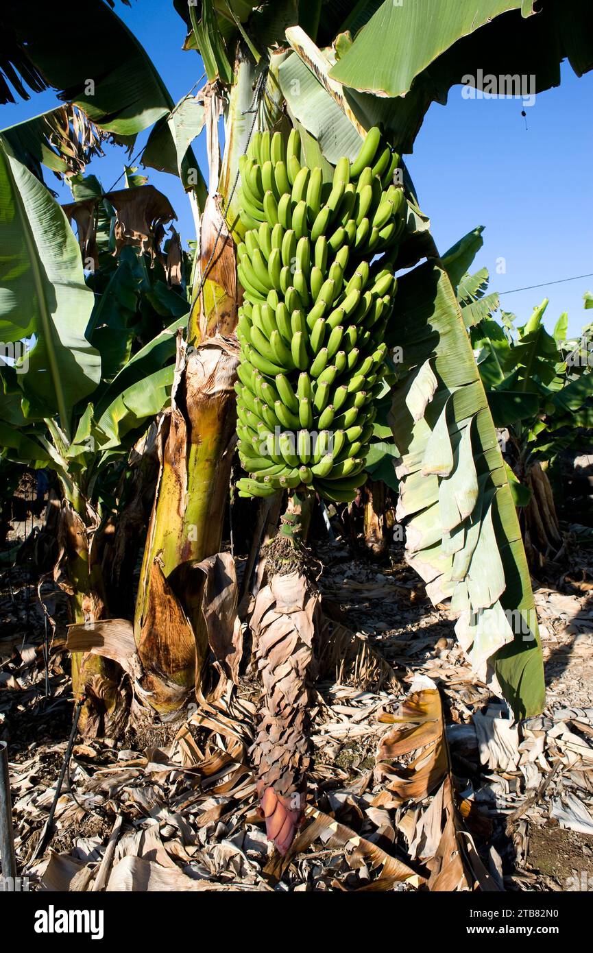Banana (Musa x paradisiaca) is a hybrid plant between Musa balbisiana ...