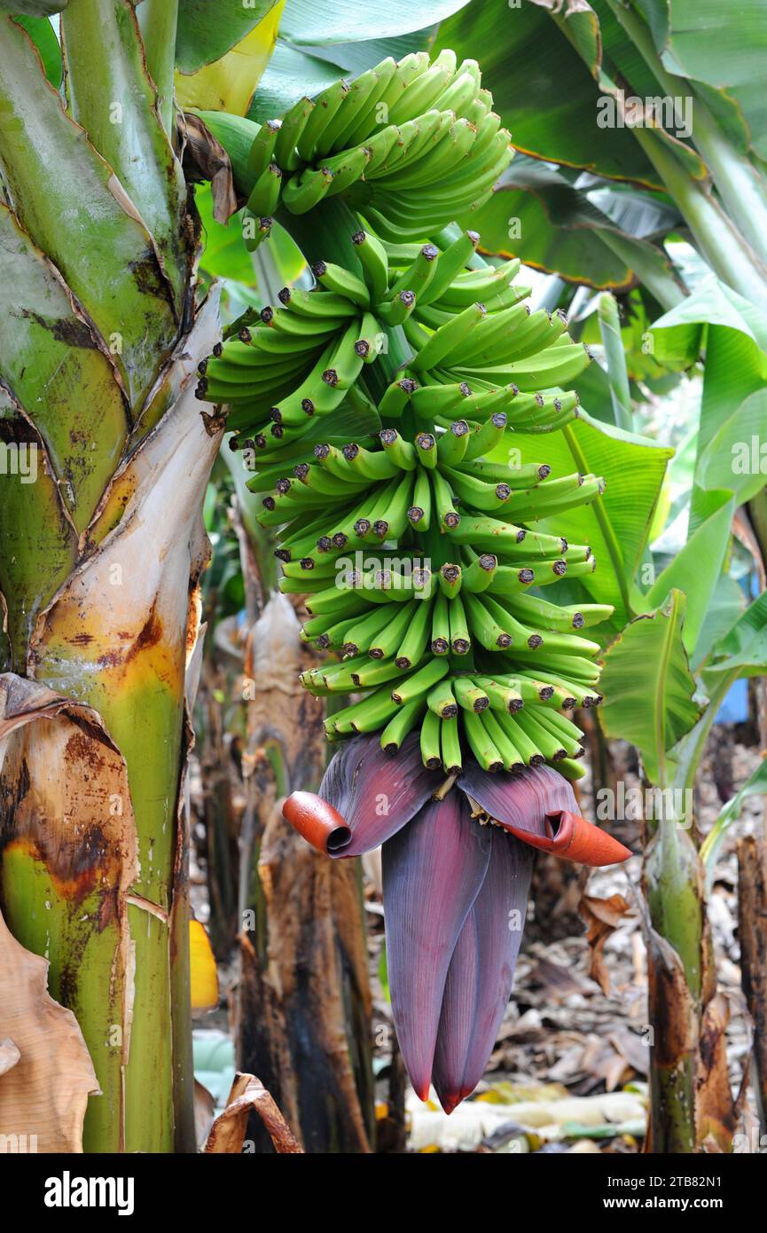 Banana (Musa x paradisiaca) is a hybrid plant between Musa balbisiana ...