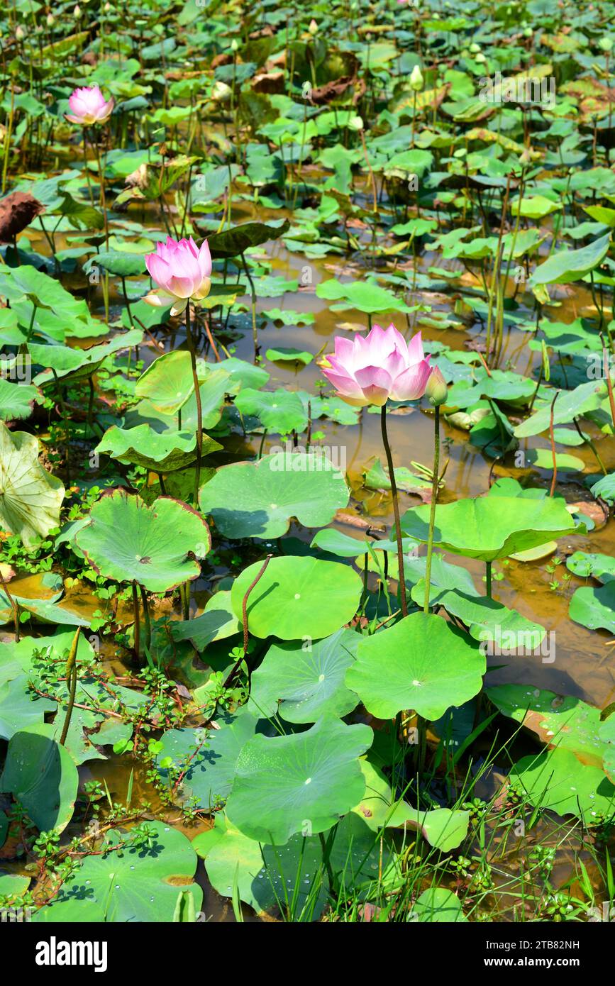Lotus, Indian lotus or sacred lotus (Nelumbo nucifera) is a perennial ...