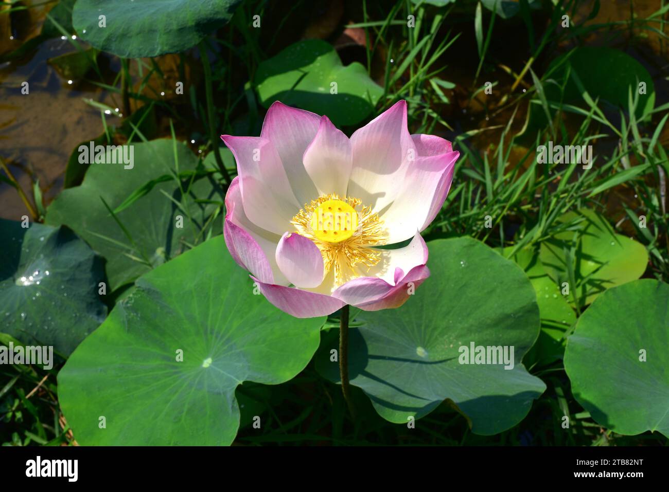 Lotus, Indian lotus or sacred lotus (Nelumbo nucifera) is a perennial ...
