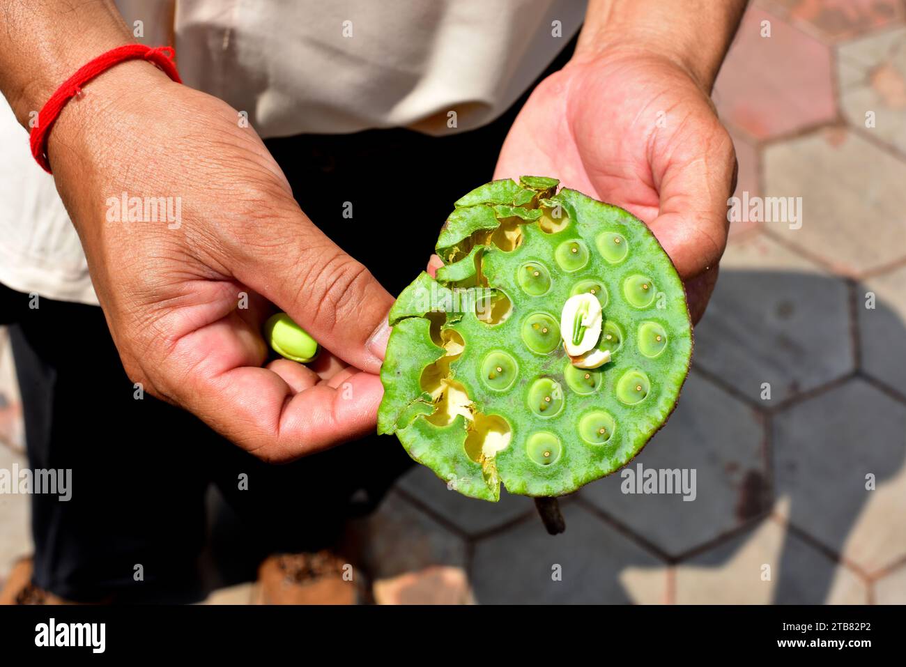Lotus, Indian lotus or sacred lotus (Nelumbo nucifera) is a perennial ...
