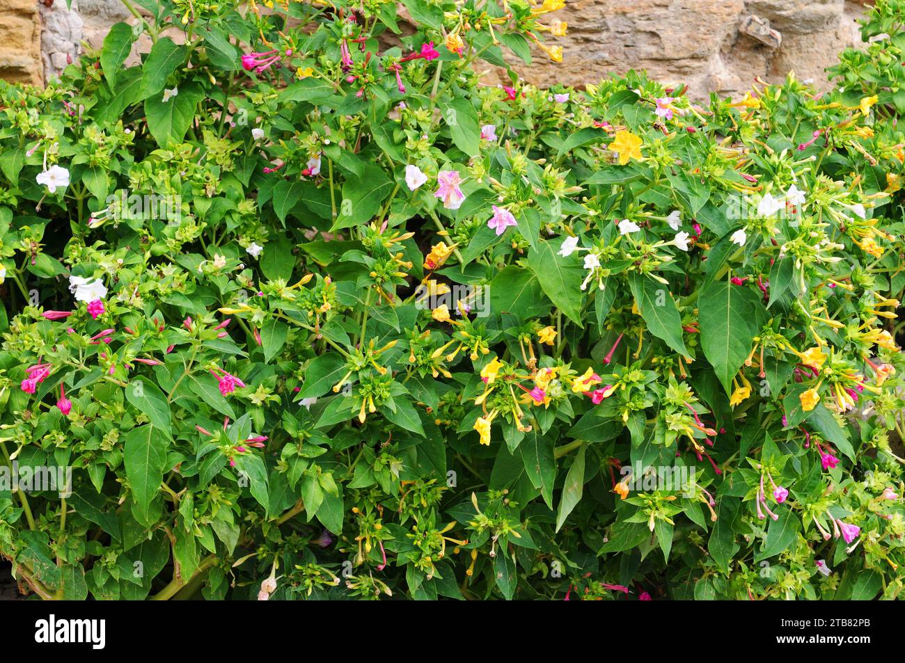 Marvel of Peru or four o'clock flower (Mirabilis jalapa) is a perennial ...