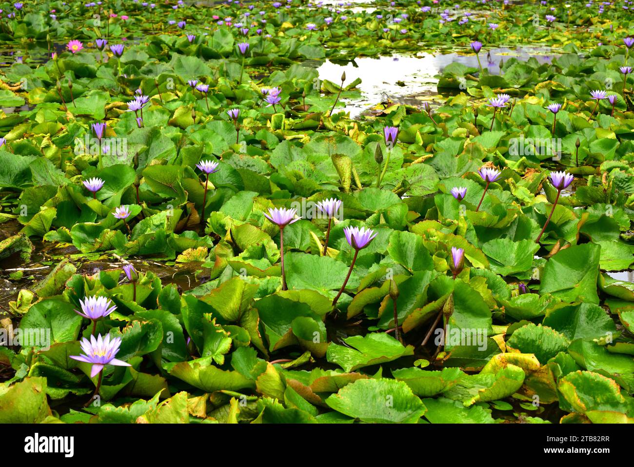 Blue Egyptian lotus or blue water lily (Nymphaea caerulea) is an ...
