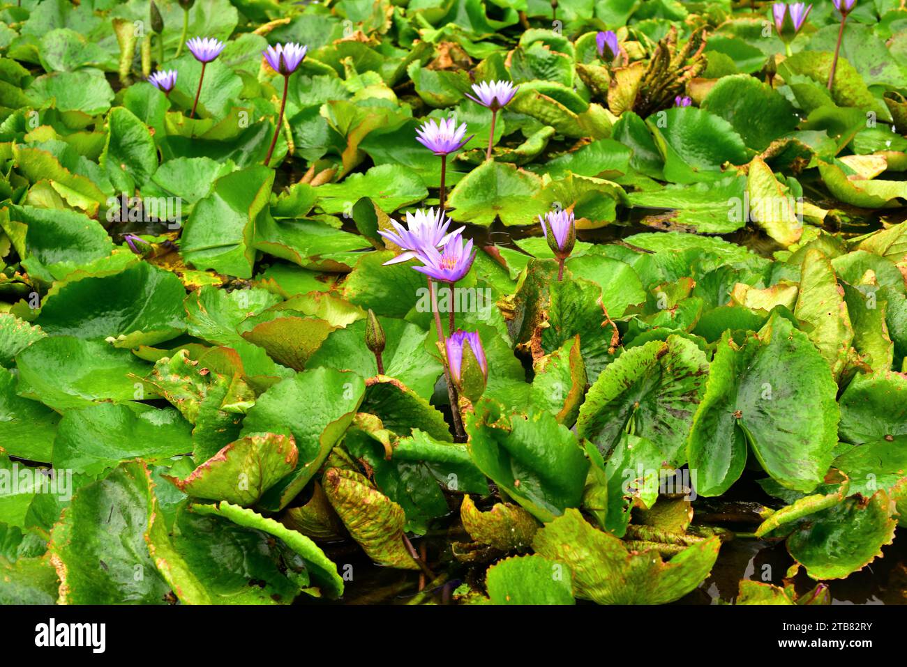 Blue Egyptian lotus or blue water lily (Nymphaea caerulea) is an ...