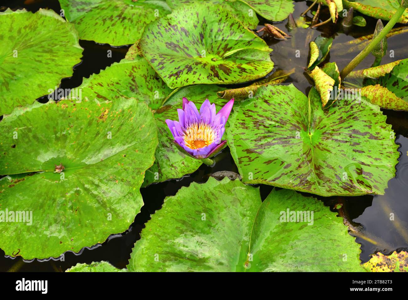 Blue Egyptian lotus or blue water lily (Nymphaea caerulea) is an ...