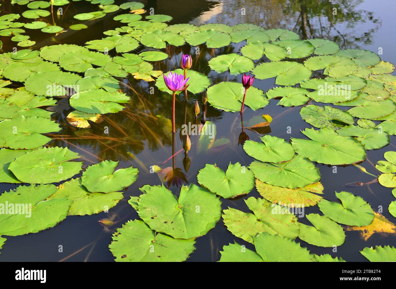 Blue Egyptian lotus or blue water lily (Nymphaea caerulea) is an ...
