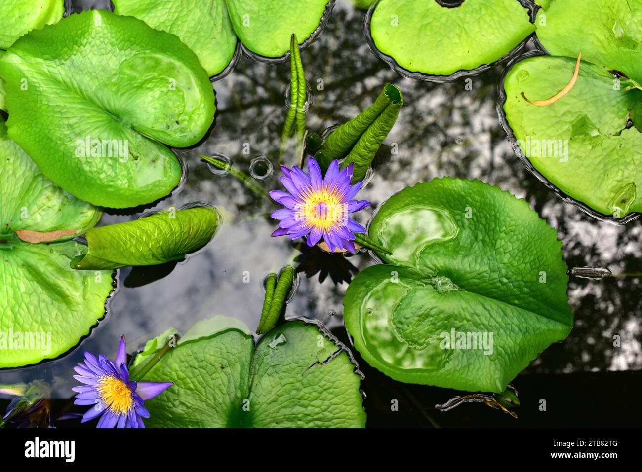 Blue Egyptian lotus or blue water lily (Nymphaea caerulea) is an ...