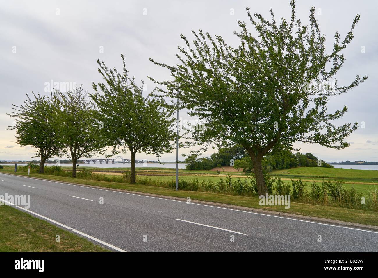 Trees growing next to empy rural asphalt road in Sweden Stock Photo - Alamy