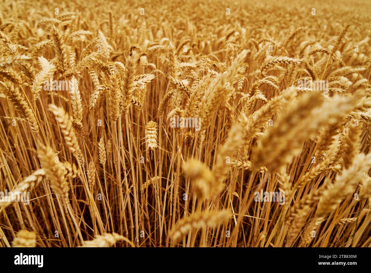 Agriculture background hi-res stock photography and images - Alamy