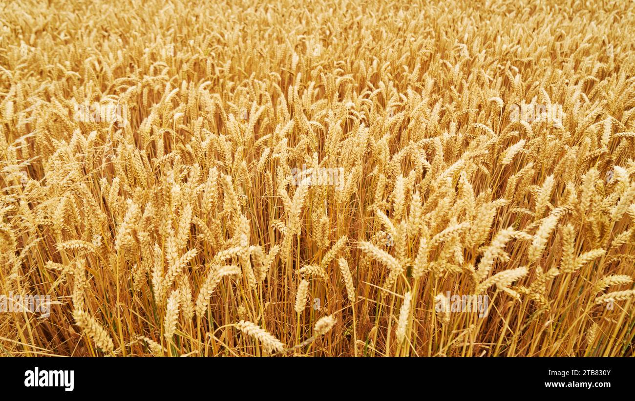 Field ripe yellow wheat golden hi-res stock photography and images - Alamy