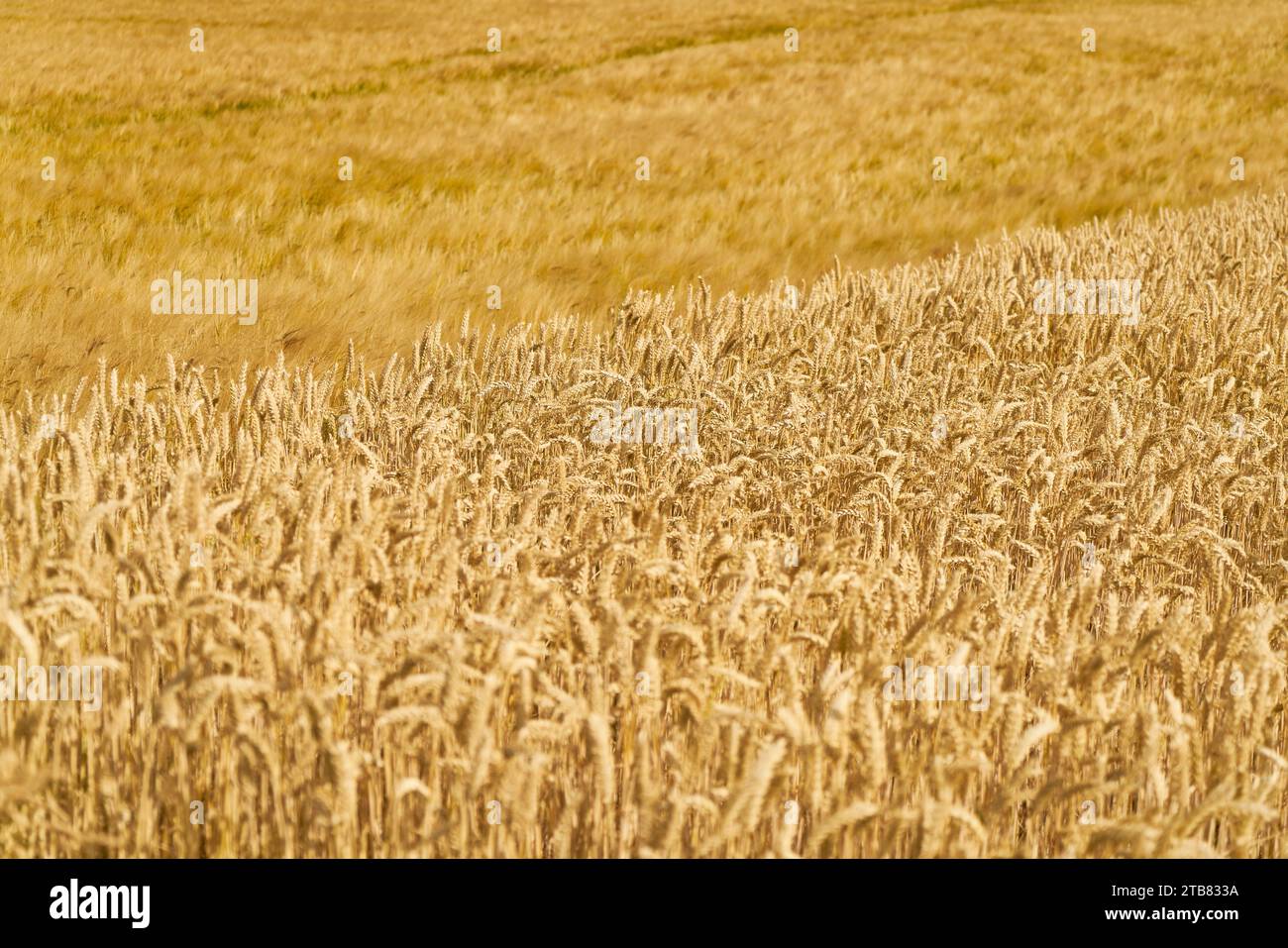 Field ripe yellow wheat golden hi-res stock photography and images - Alamy