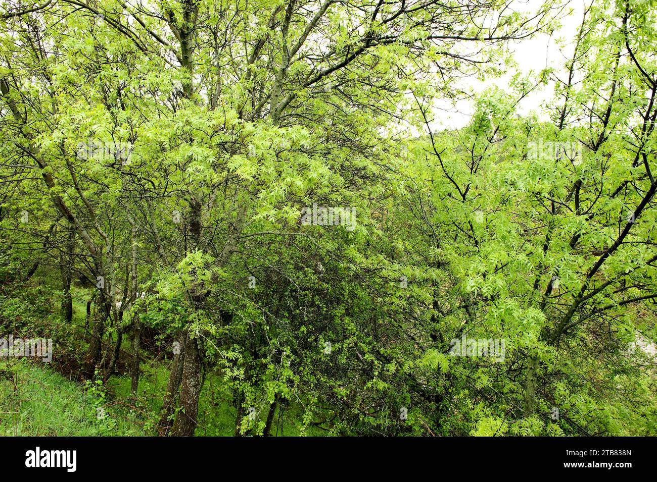 Narrow-leafed ash (Fraxinus angustifolia) is a deciduous tree native to ...
