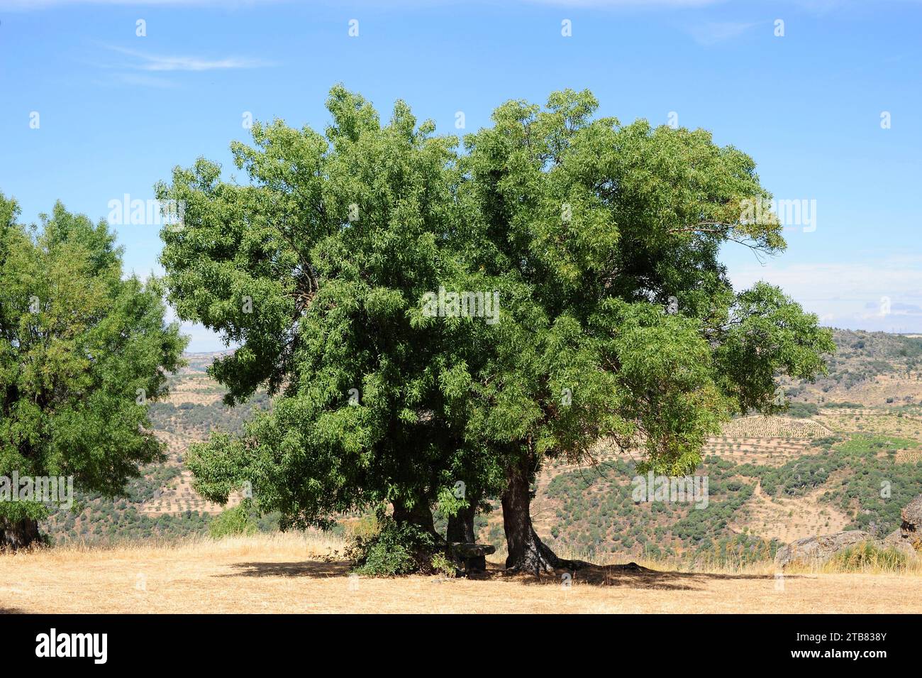 Narrow-leafed ash (Fraxinus angustifolia) is a deciduous tree native to ...