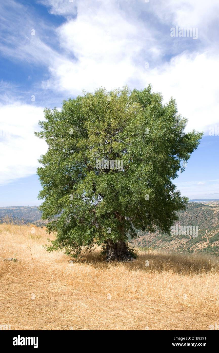 Narrow-leafed ash (Fraxinus angustifolia) is a deciduous tree native to ...