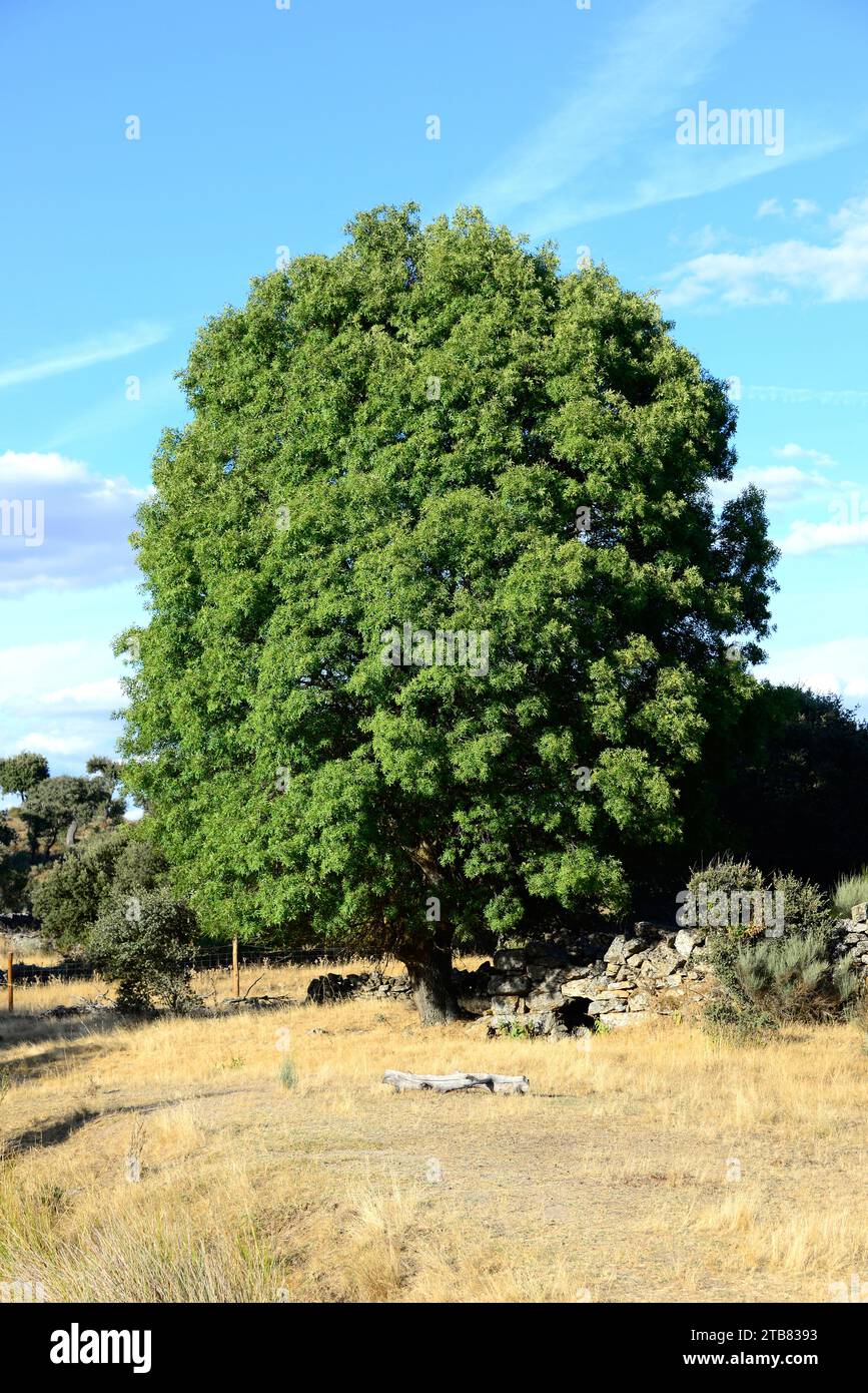 Narrow-leafed ash (Fraxinus angustifolia) is a deciduous tree native to ...