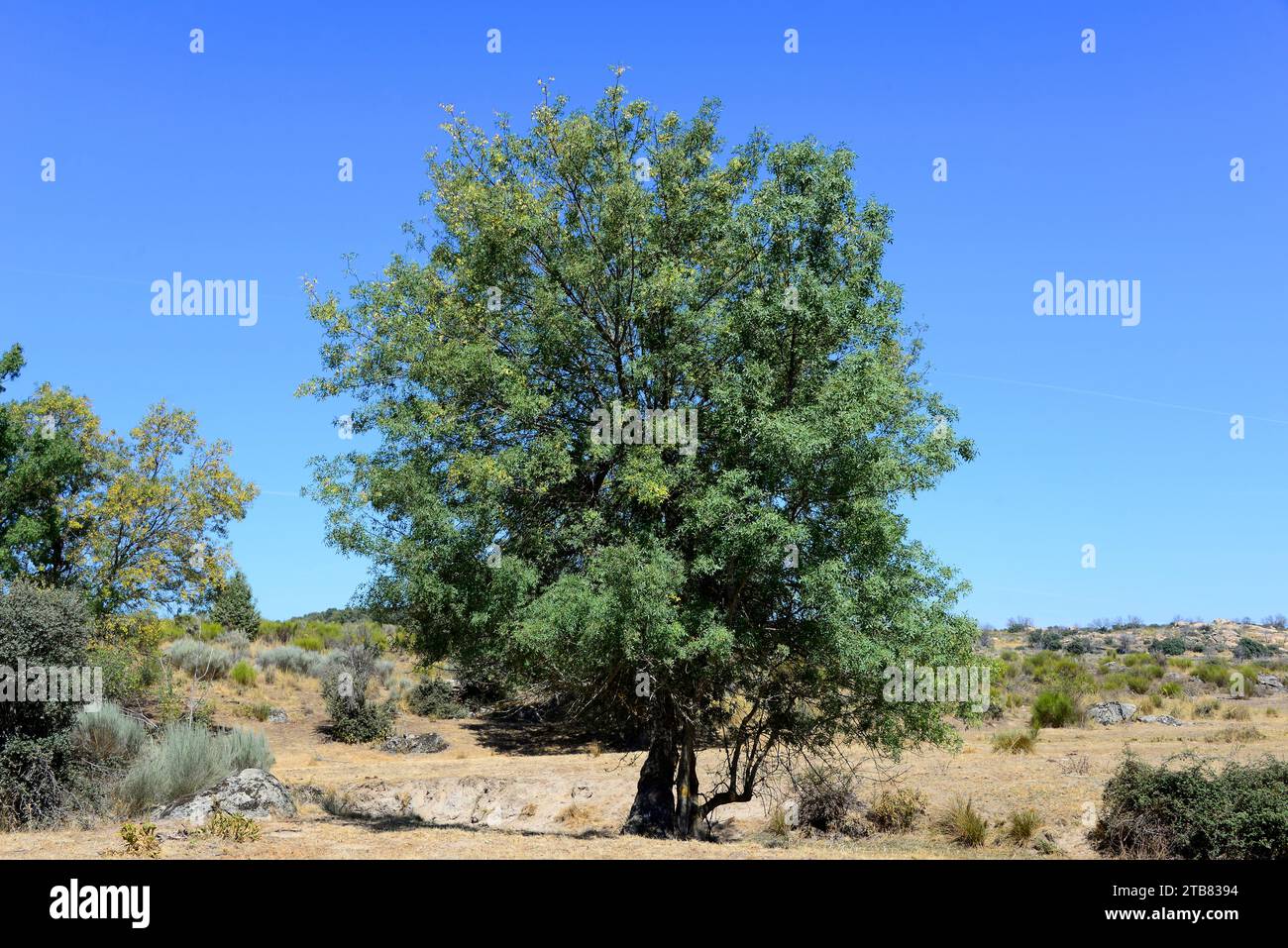 Narrow-leafed ash (Fraxinus angustifolia) is a deciduous tree native to ...