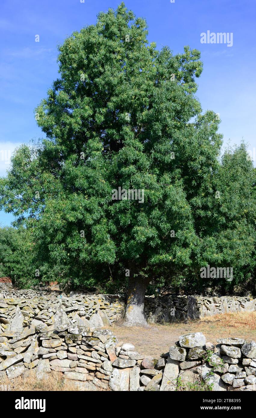 Narrow-leafed ash (Fraxinus angustifolia) is a deciduous tree native to ...