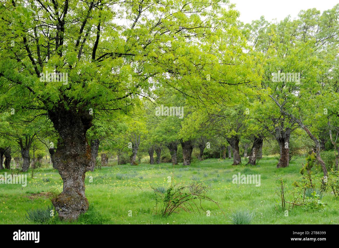 Narrow-leafed ash (Fraxinus angustifolia) is a deciduous tree native to ...