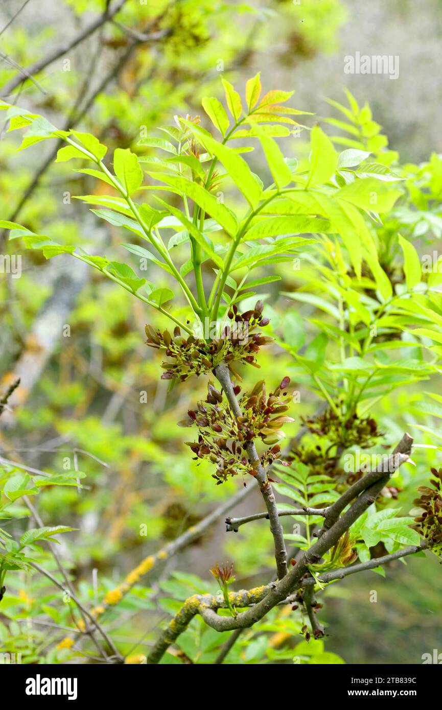 Fraxinus angustifolia hi-res stock photography and images - Alamy