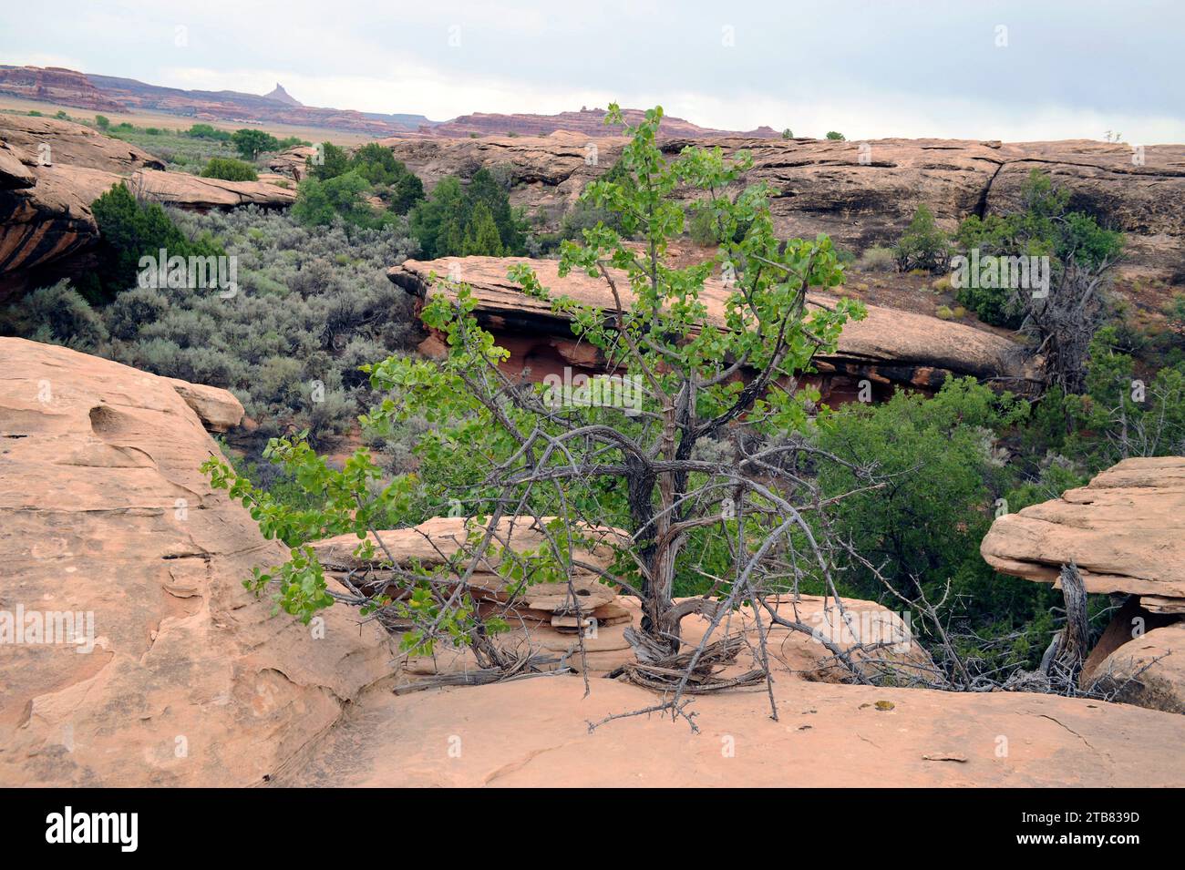 Single-leaf ash (Fraxinus anomala) is a deciduous shrub or small tree ...