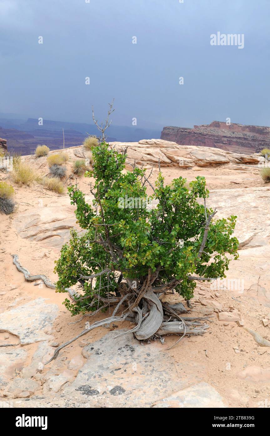 Single-leaf ash (Fraxinus anomala) is a deciduous shrub or small tree ...