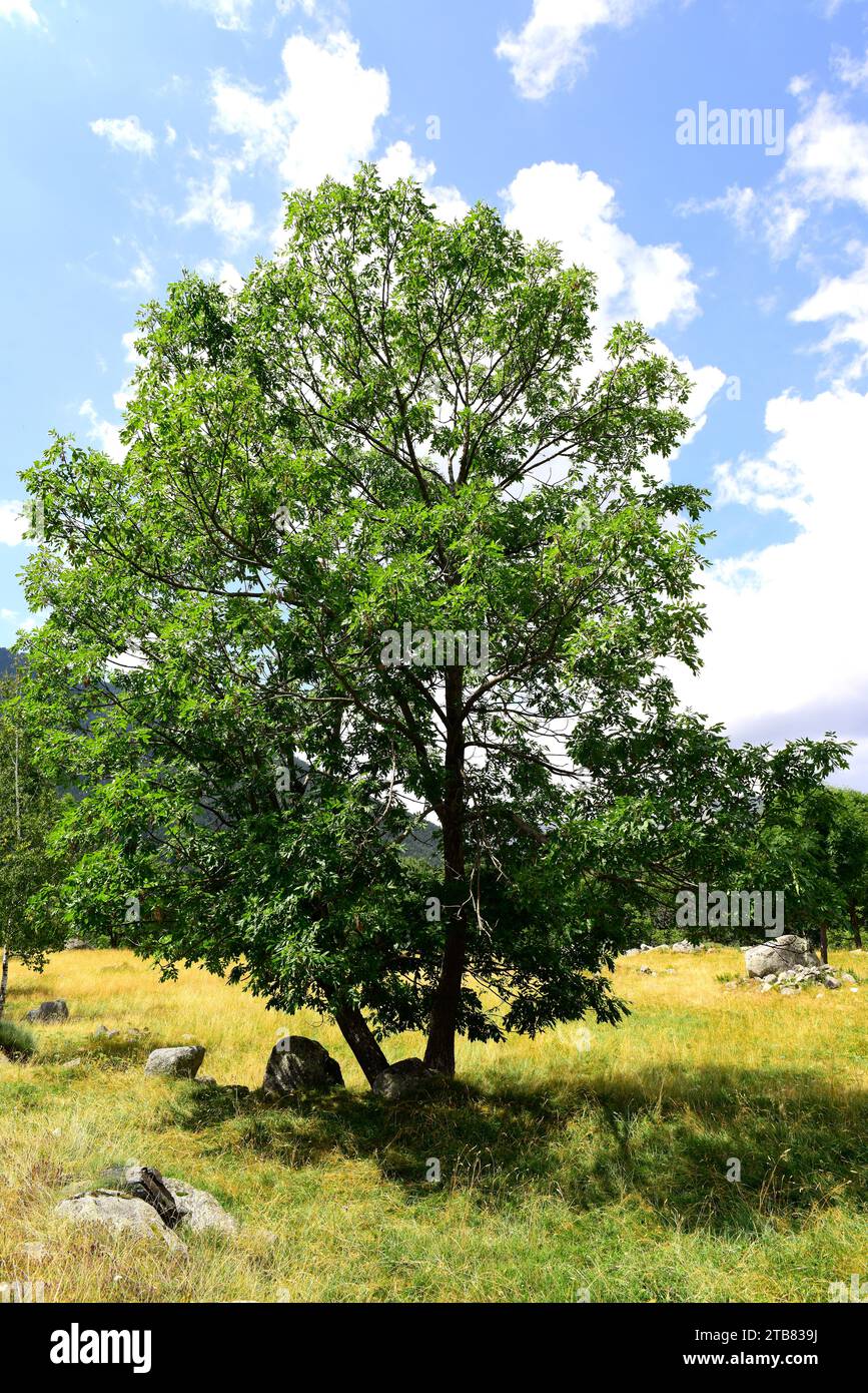 European ash (Fraxinus excelsior) is a deciduous tree native to Europe ...