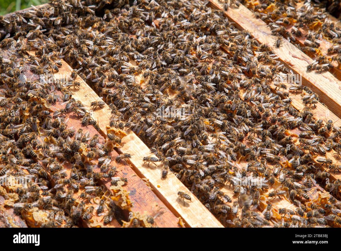 Frames of a beehive. Close up view of the opened hive body showing the ...