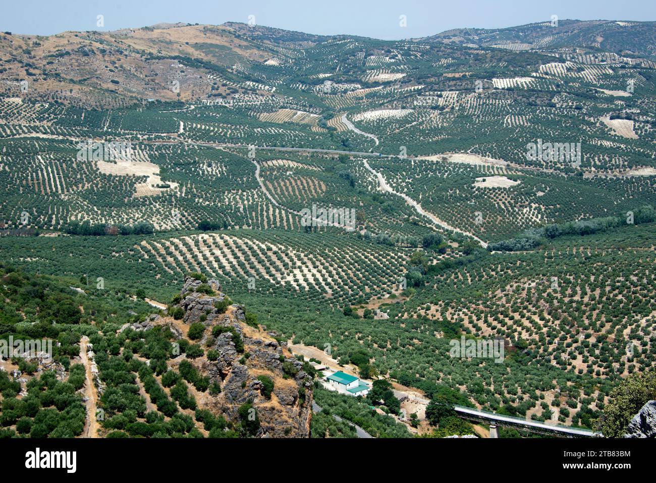 Olive grove (Olea europaea europaea). Olive is a perennial tree native ...