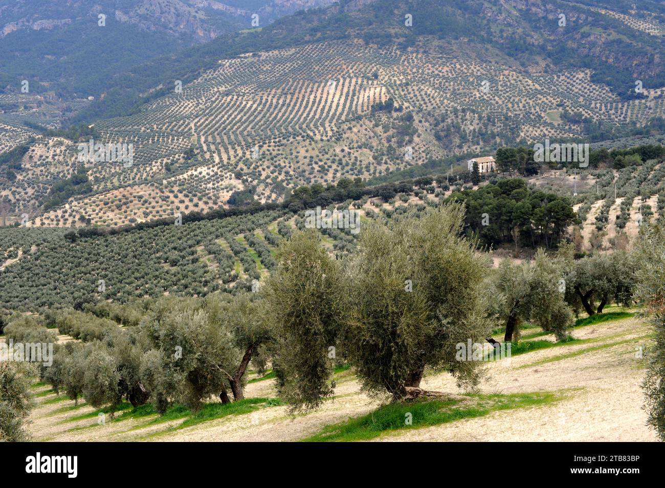 Olive grove (Olea europaea europaea). Olive is a perennial tree native ...