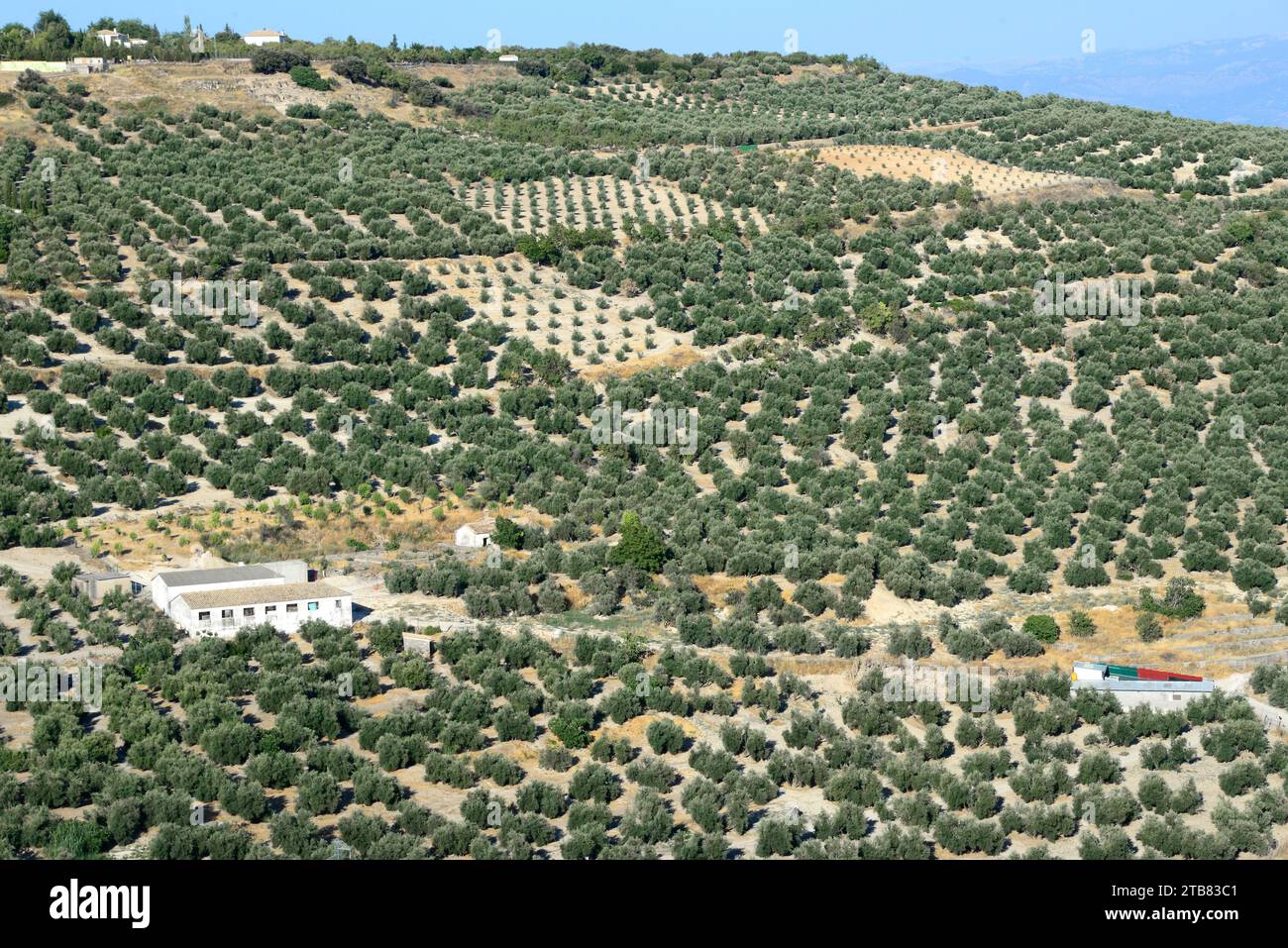 Native olive oil hi-res stock photography and images - Alamy