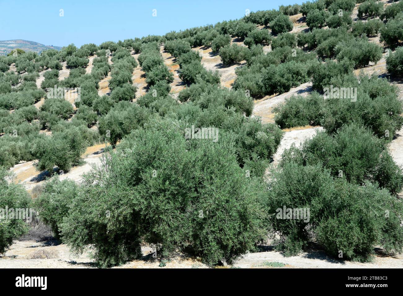 Olive grove (Olea europaea europaea). Olive is a perennial tree native ...