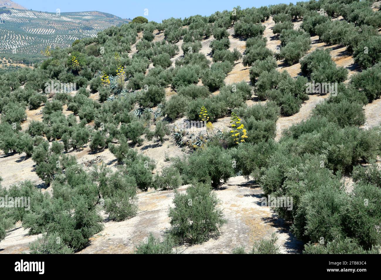 Olive grove (Olea europaea europaea). Olive is a perennial tree native ...