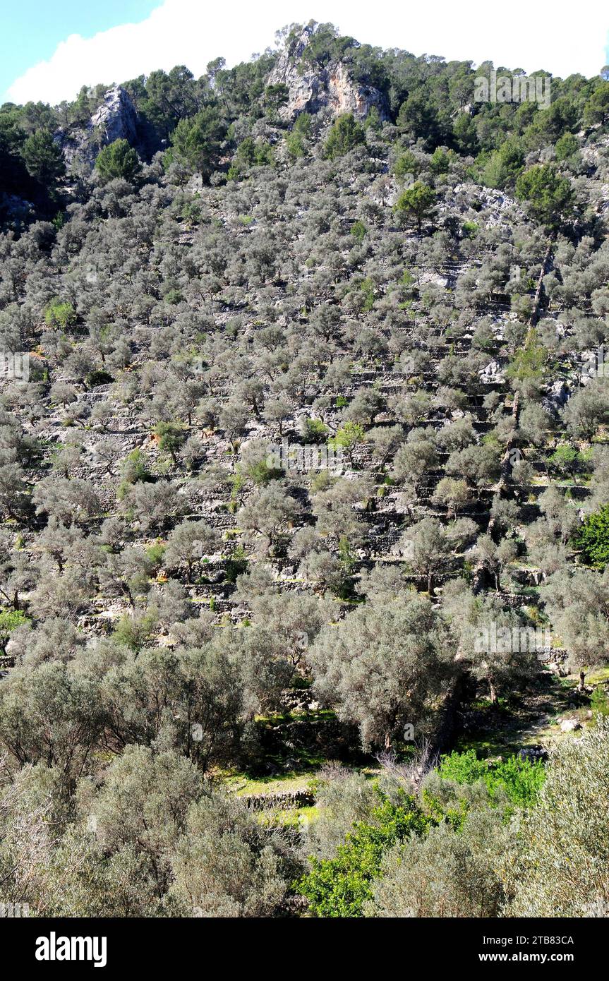 Olive grove (Olea europaea europaea). Olive is a perennial tree native ...