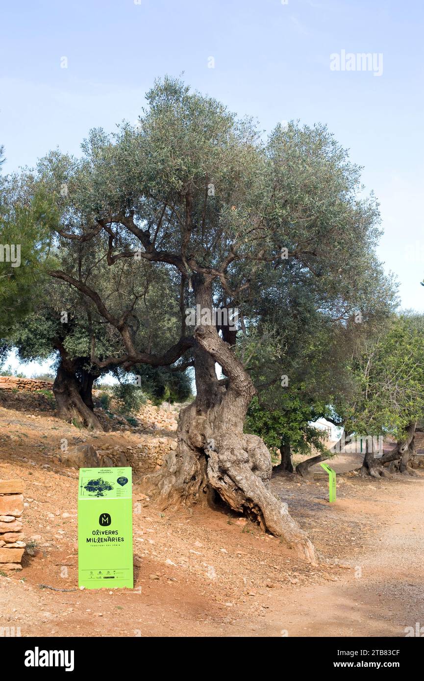 Millenary olive tree (Olea europaea europaea). Olive is a perennial ...