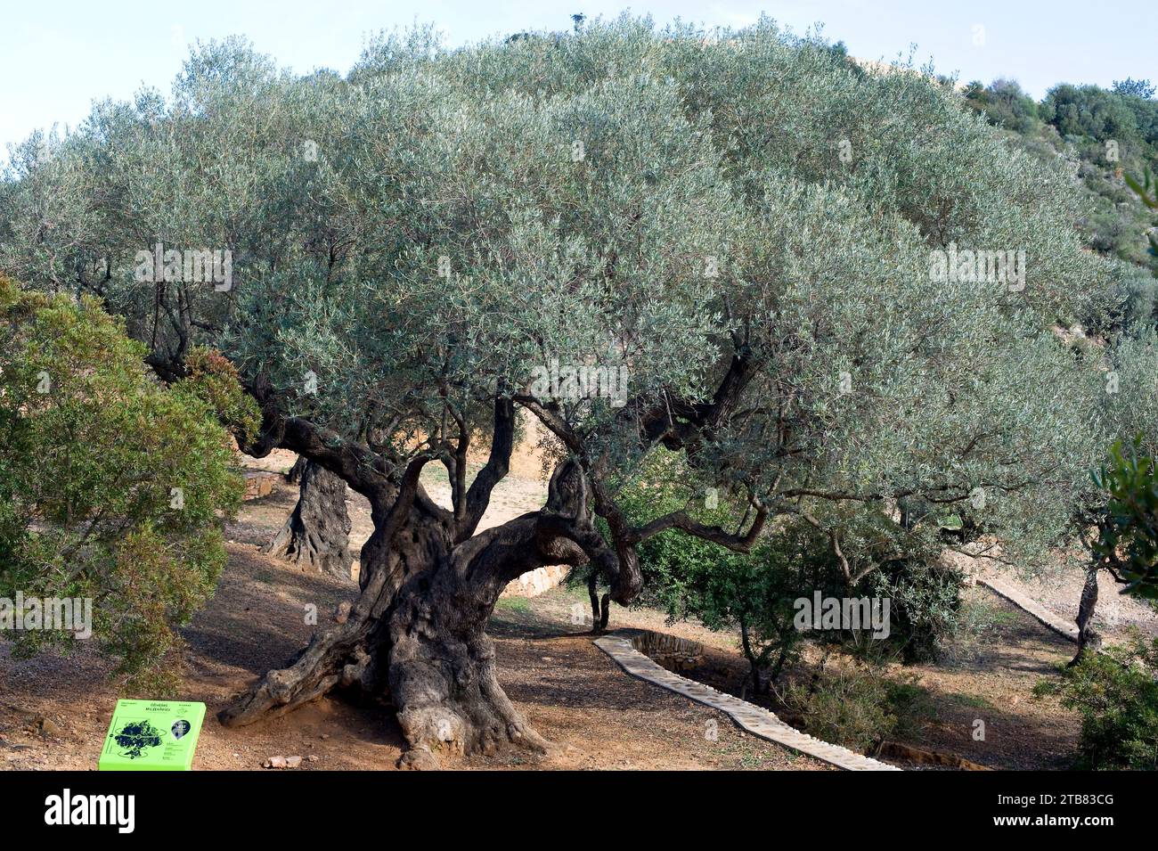 Millenary tree hi-res stock photography and images - Alamy