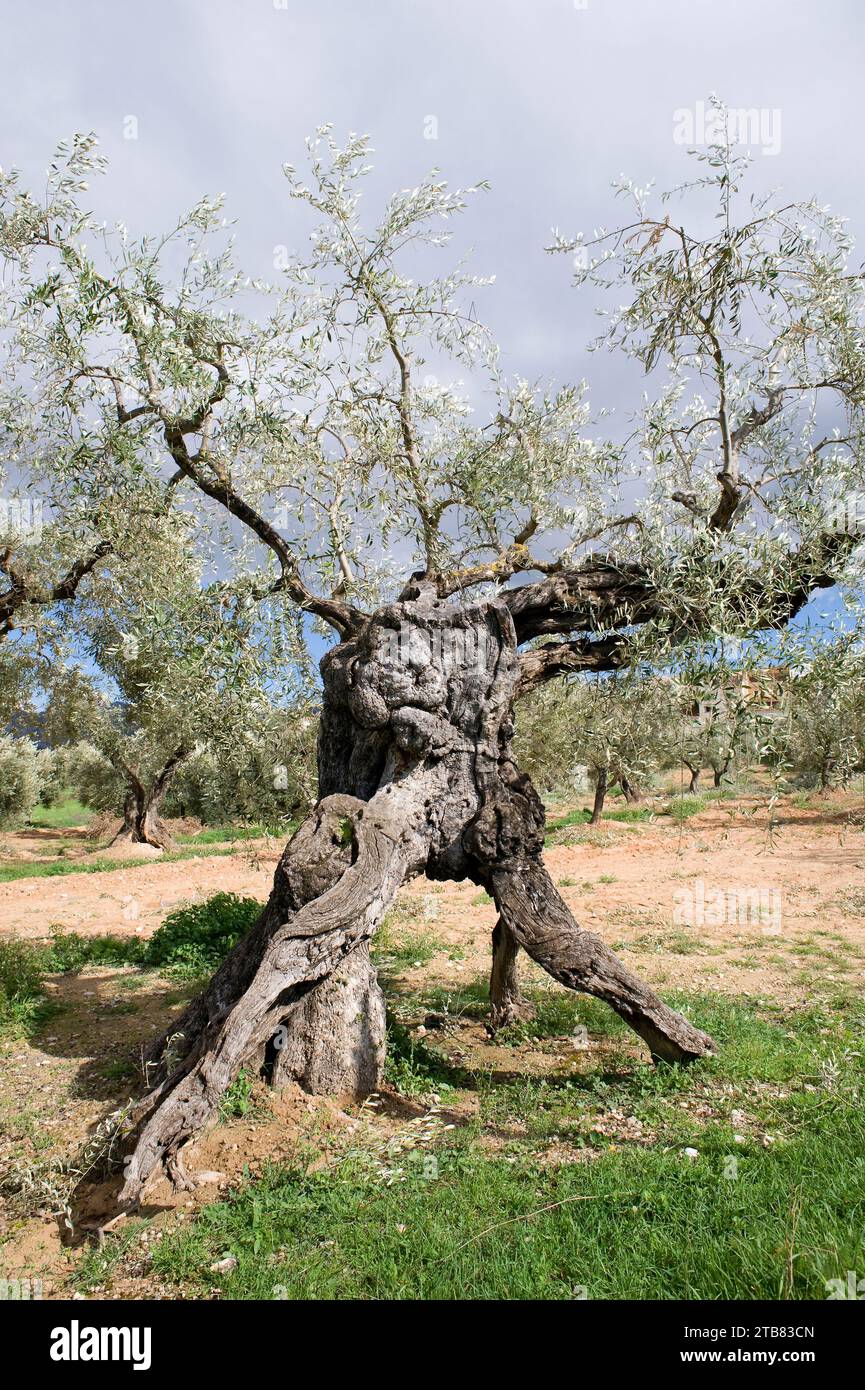 Millenary olive tree (Olea europaea europaea). Olive is a perennial ...