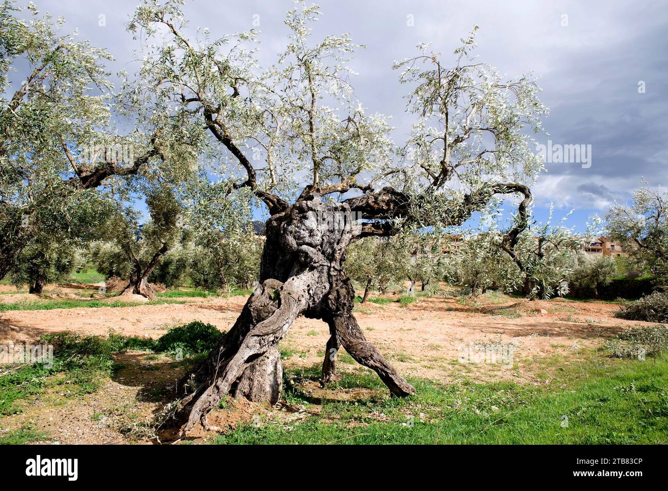 Millenary olive tree (Olea europaea europaea). Olive is a perennial ...