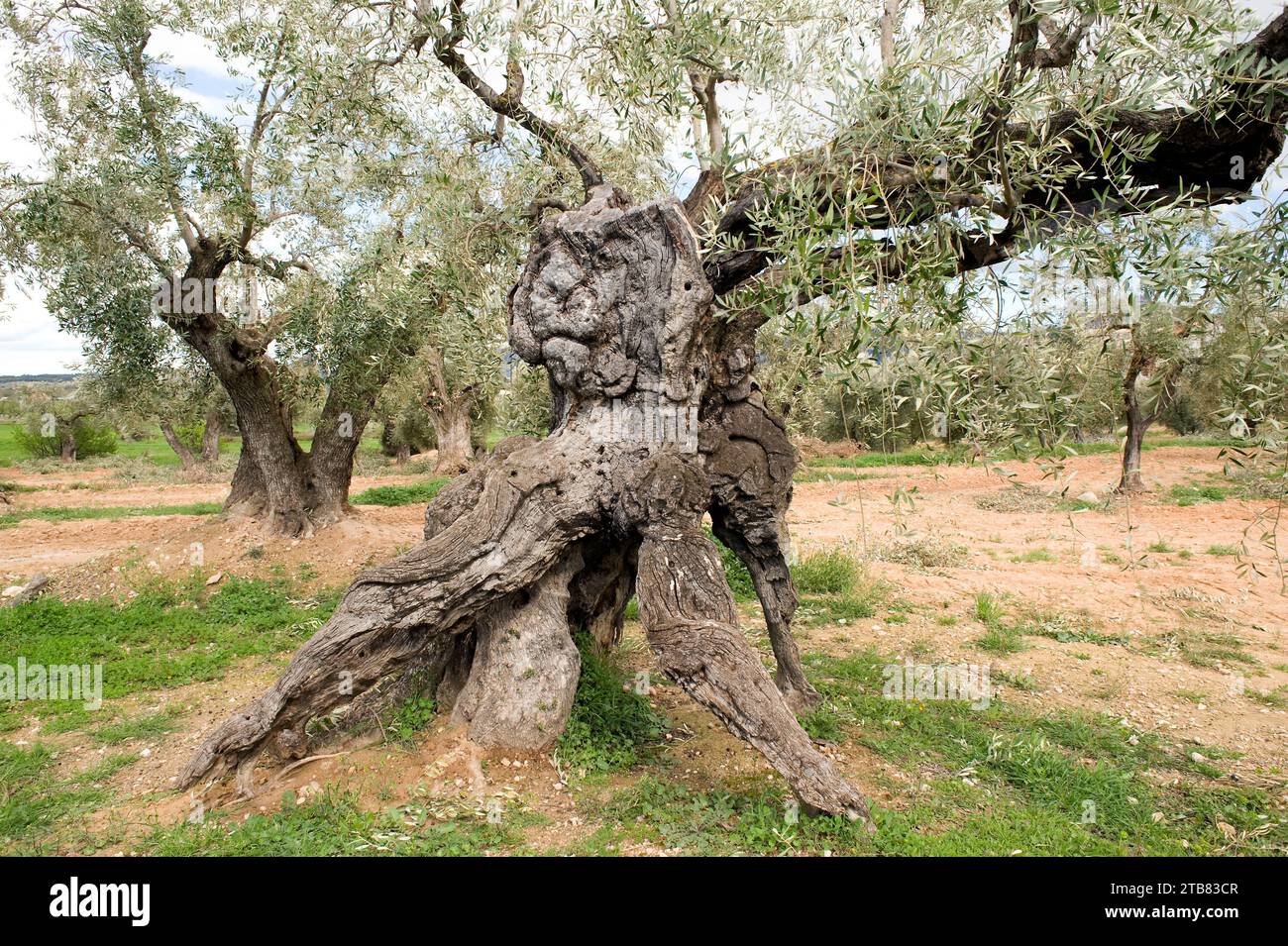 Millenary tree hi-res stock photography and images - Alamy