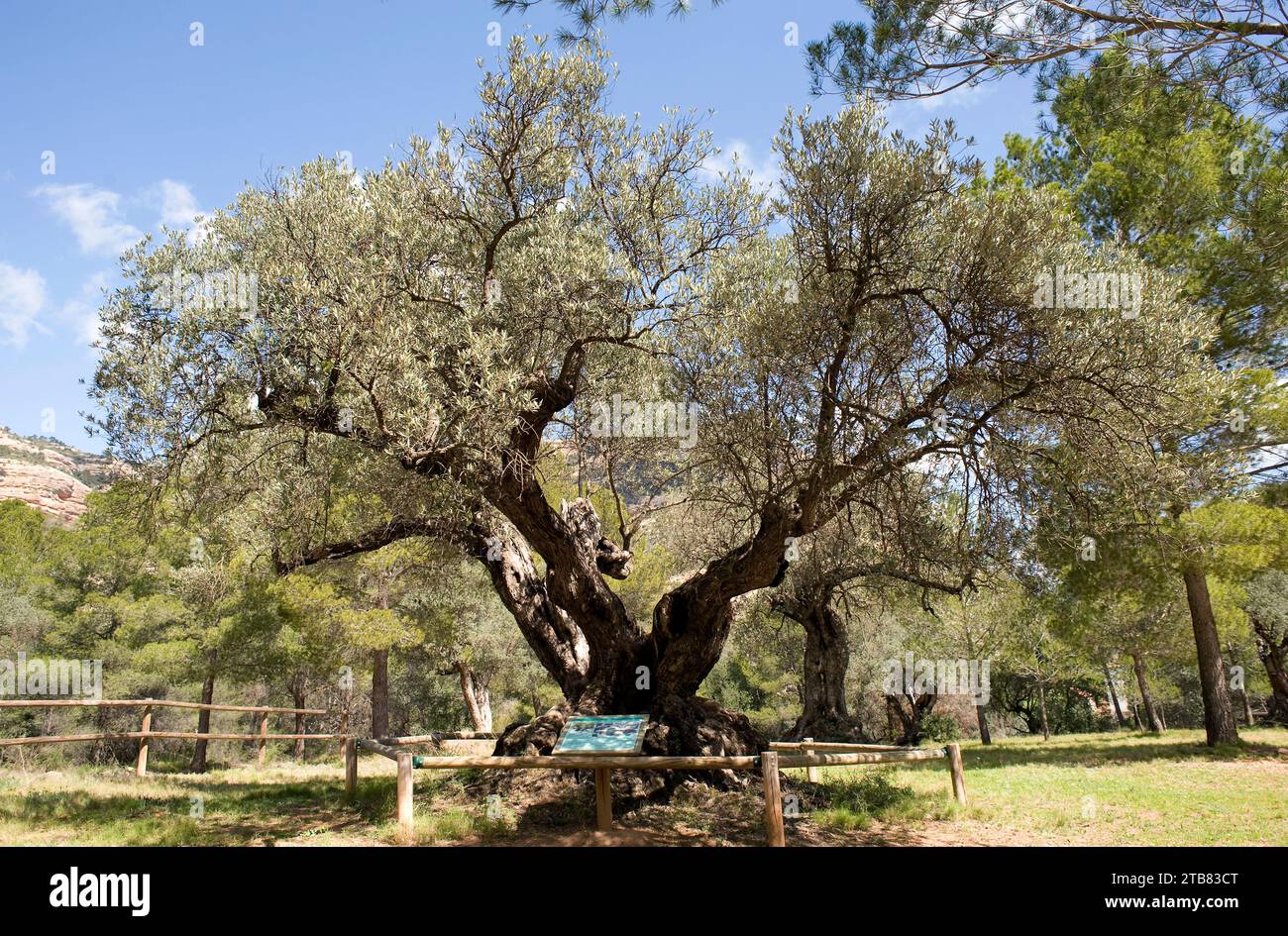 Millenary olive tree (Olea europaea europaea). Olive is a perennial ...