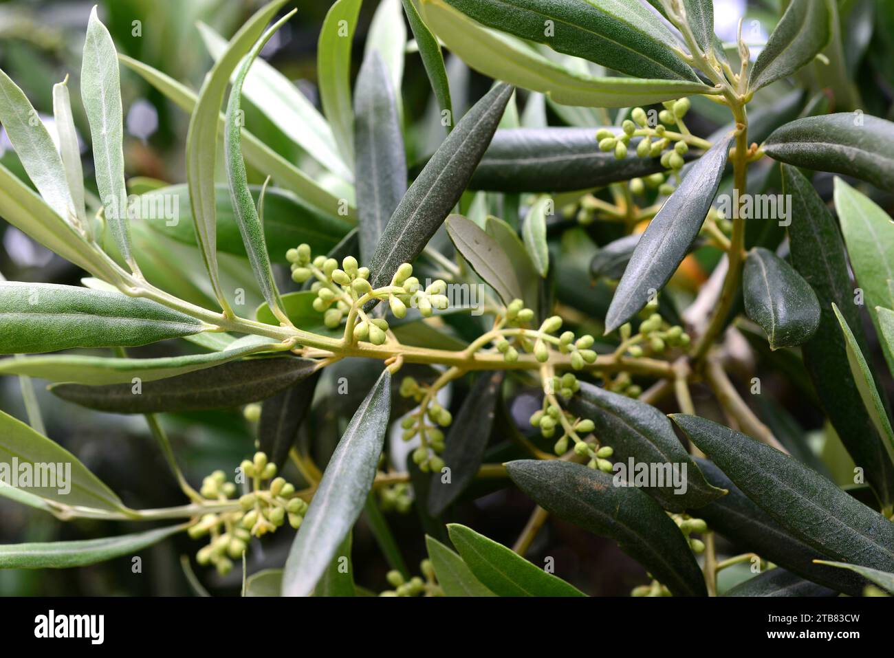 Olive tree (Olea europaea europaea). Flower buds and leaves detail ...
